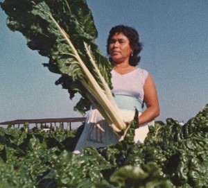 Verduras Gigantes en Valle de Santiago | Marcianos