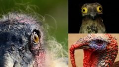 Las siete aves más feas de la naturaleza | Marcianos
