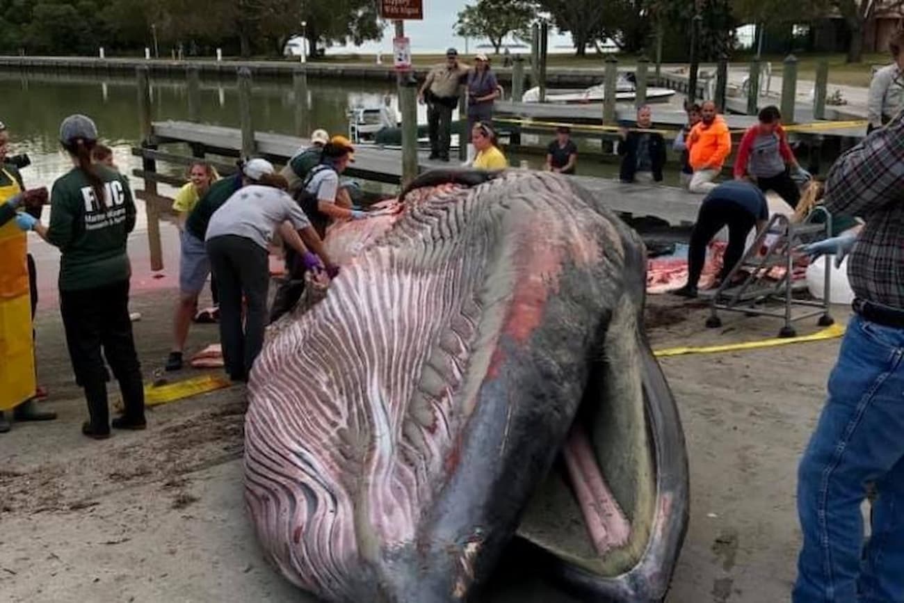 Ballena varada en Florida pertenece a nueva especie de cetáceos | Marcianos