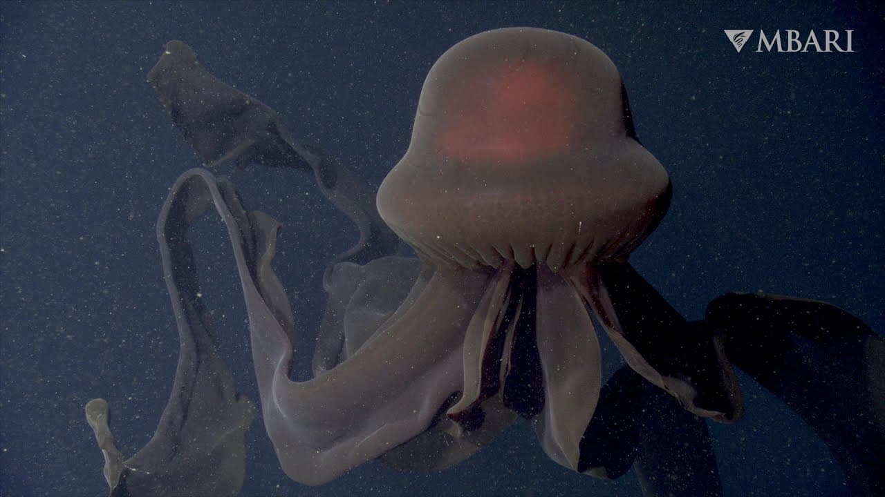 Medusa gigante súper rara es registrada en video en California | Marcianos