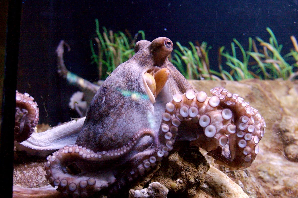 Madres pulpo se canibalizan y suicidan, finalmente sabemos por qué